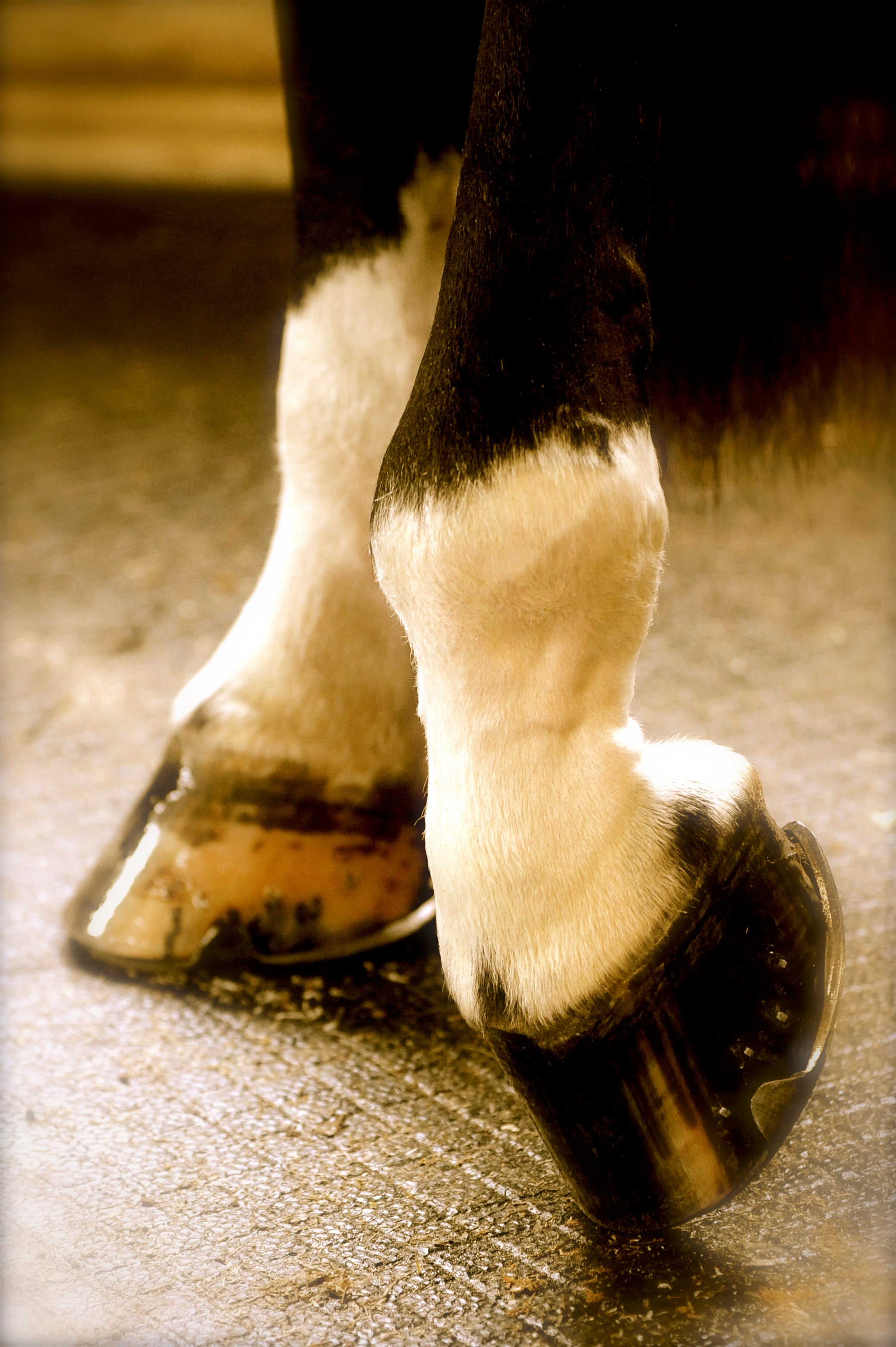 Hoof care products – Thebault Farriery