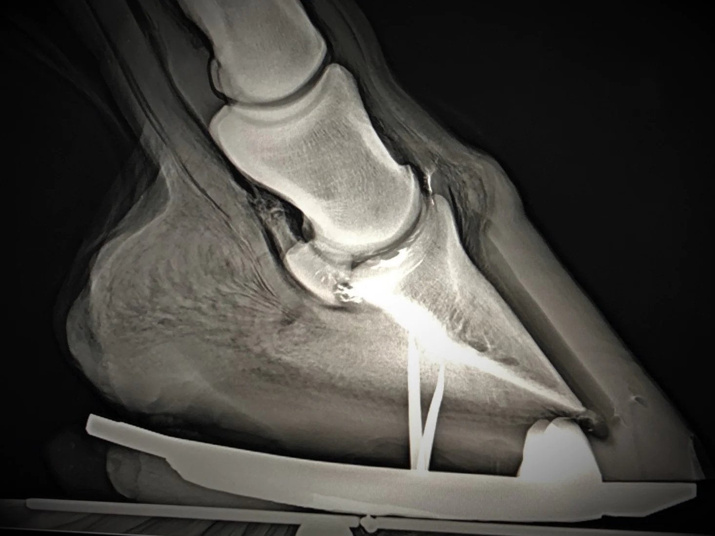 Veterinary Accessories – Thebault Farriery