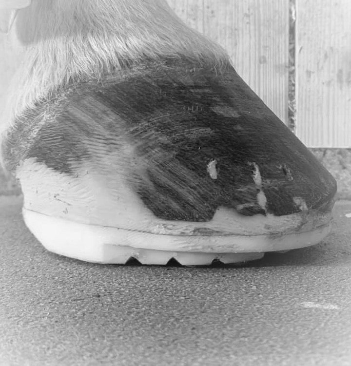 Collage – Thebault Farriery